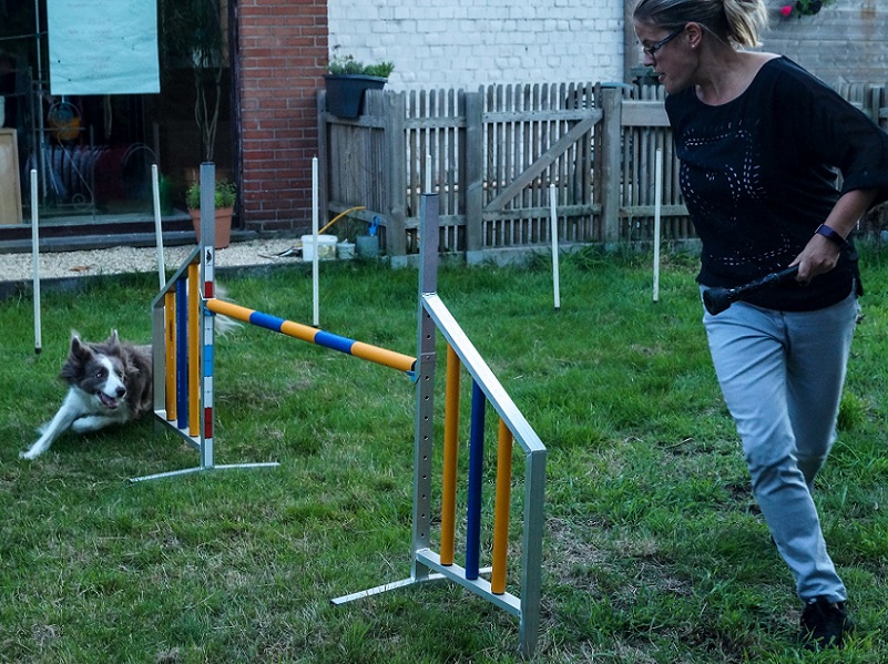 What we can learn about teamwork from the world of dog agility - Tryangle
